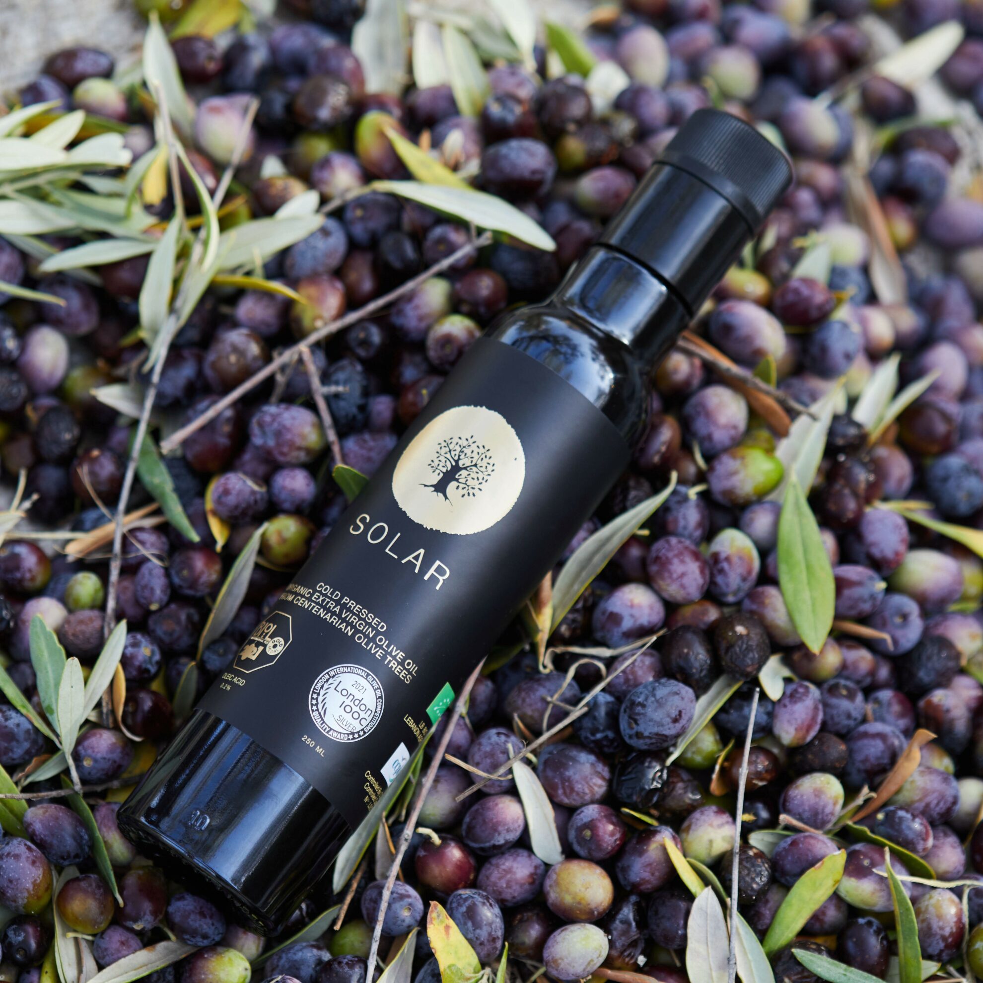 Lebanon: The land of the olive • Olio Nuovo Days