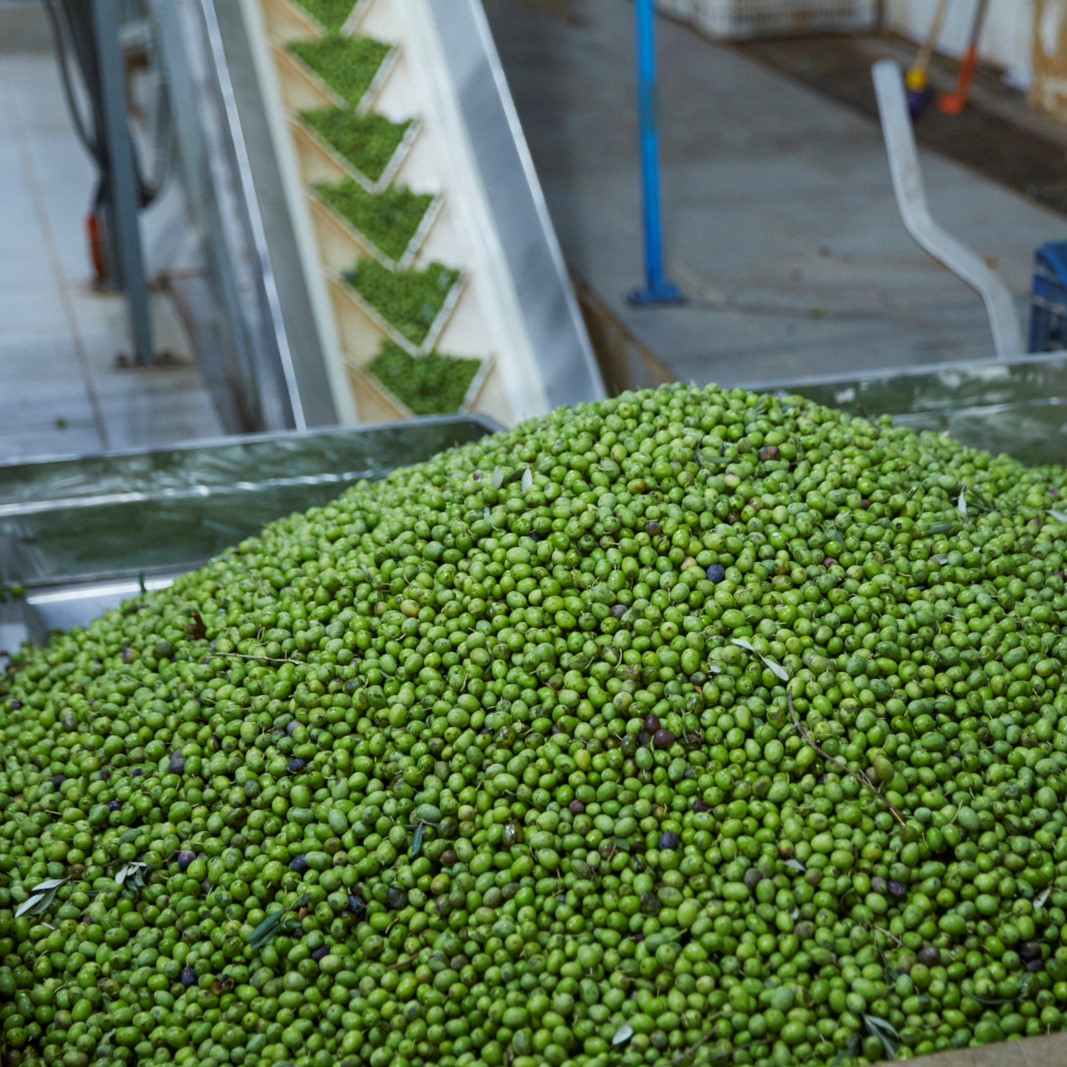 Lebanon: The land of the olive • Olio Nuovo Days