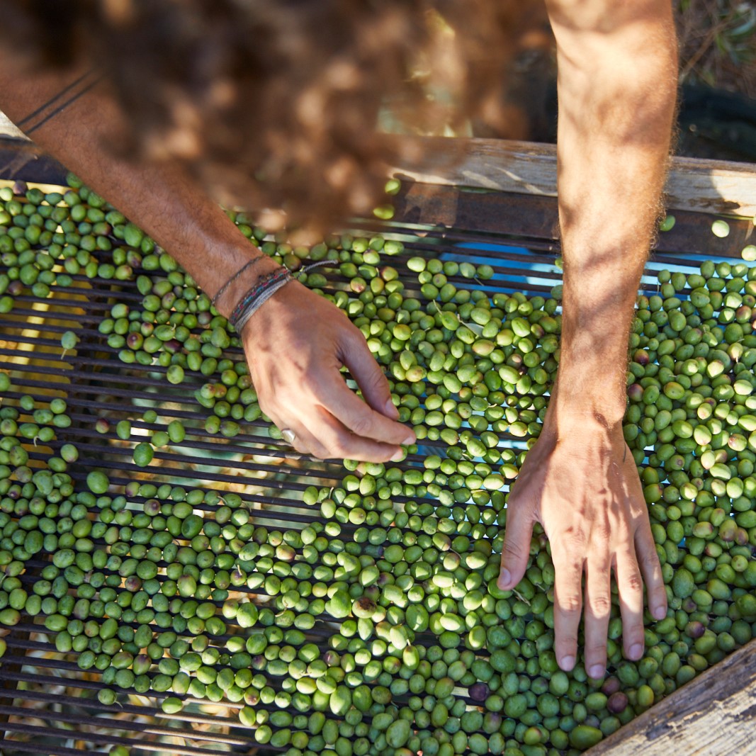 Lebanon: The land of the olive • Olio Nuovo Days